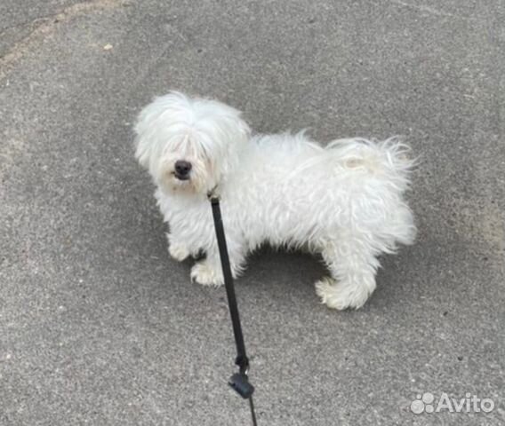 Ищет дом маленький мальтез пожилой мальчик Веня