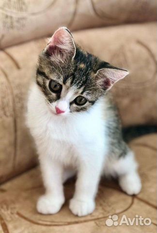 Котенок 3х месяцев