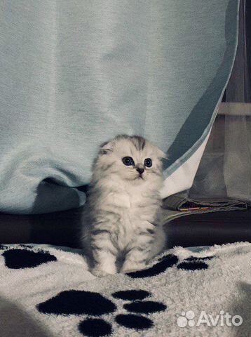 Шотландскии хайленд