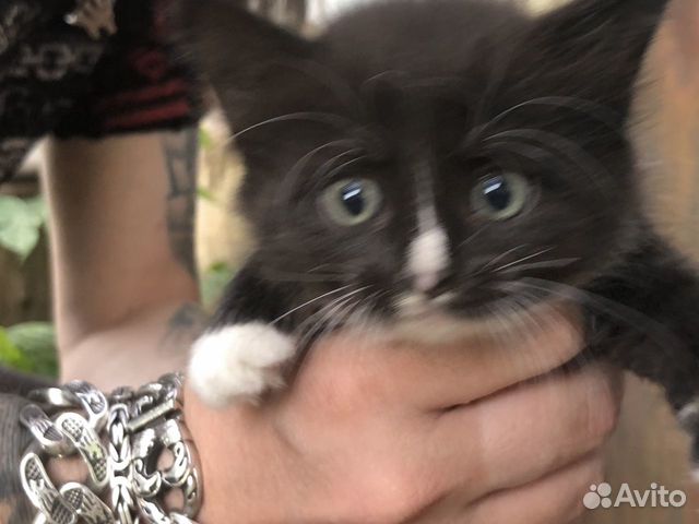 Котята дизайнерской породы