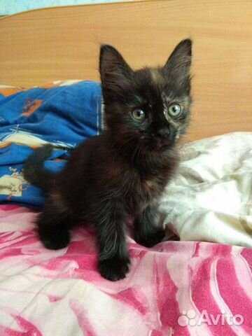 Кошечка ищет семью