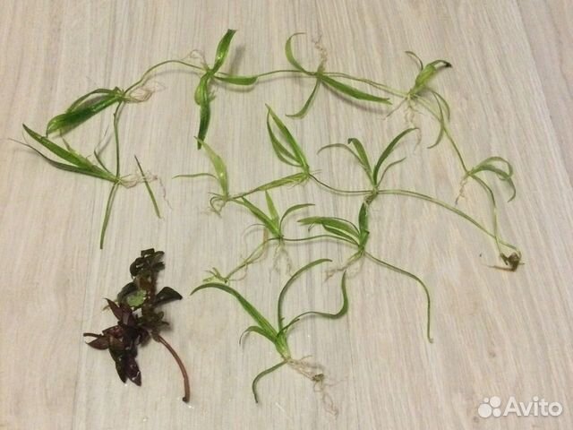 Валиснерия