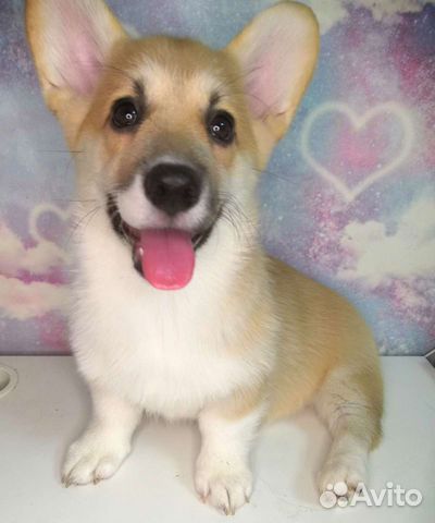 Вельш-корги пемброк 28.04.2021