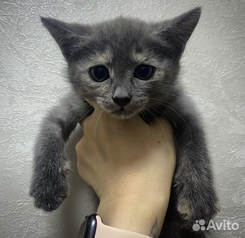 Кошечка девочка