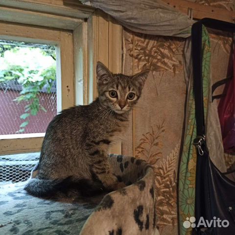 Кошечка Фаня