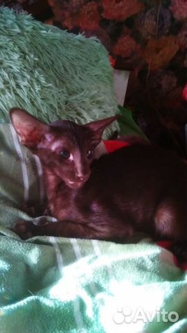 Ориентальные котята 3 месяца