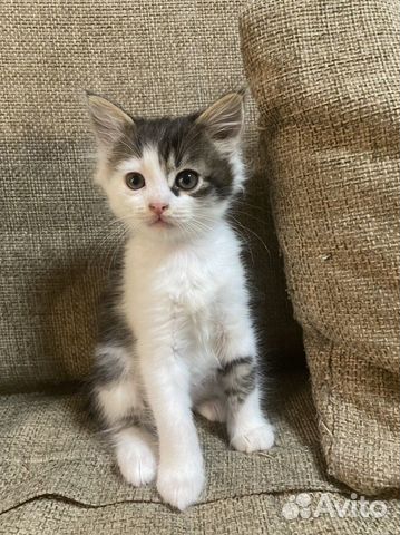 Котятки