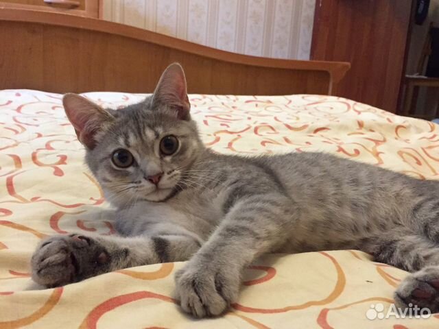 Котята в добрые руки бесплатно