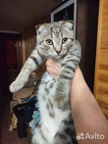 Шотландская