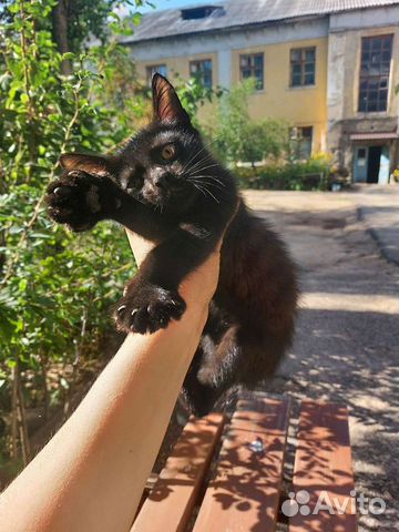 Безумно ласковый котенок