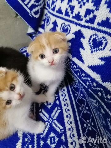 Шотландская