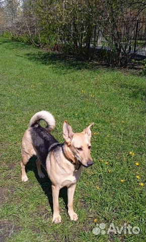 Метис овчарки