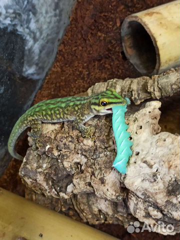 Геккон фельзума