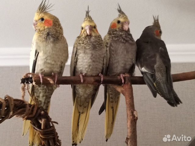 Веселые,жизнерадостные птенцы кореллы