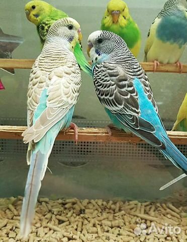 Волнистый попугай