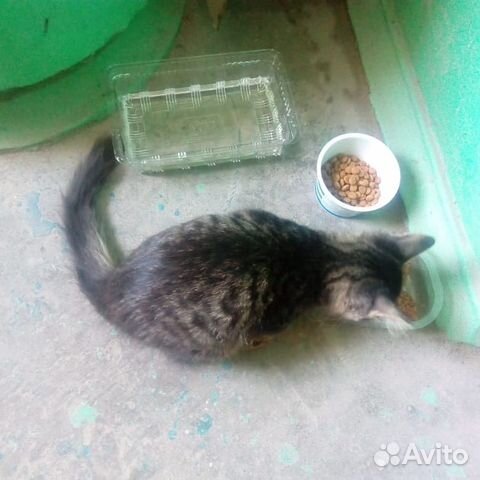 Котёнок