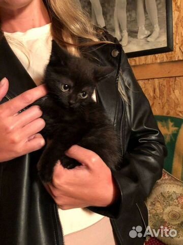 Шотланский котенок