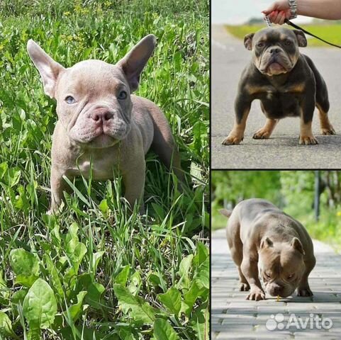 Американский булли микро