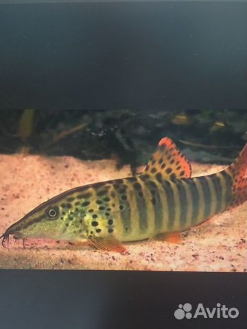 Продам тигровую боцию бая