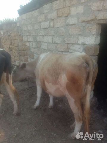 Две коровы и телка тельные породистые