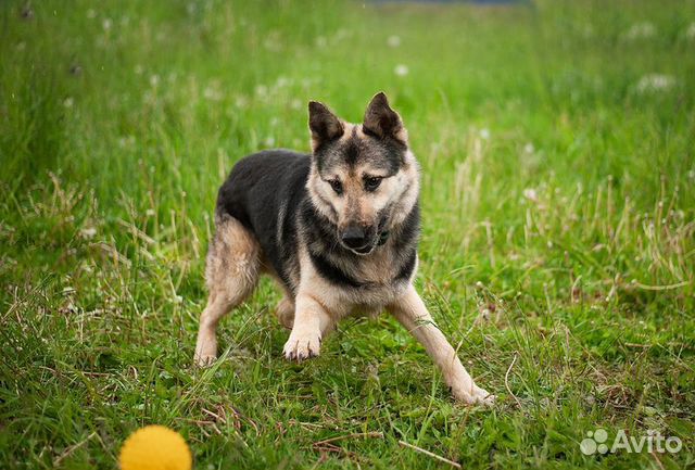 Восточно-европейская овчарка Гром в дар