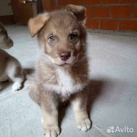 Щенки в добрые руки