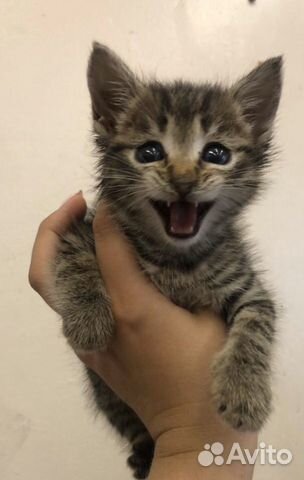 Котёнок девочка - Симба