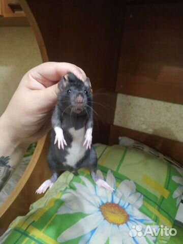 Крыса домашняя ручная