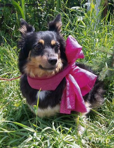 Собачка Сима