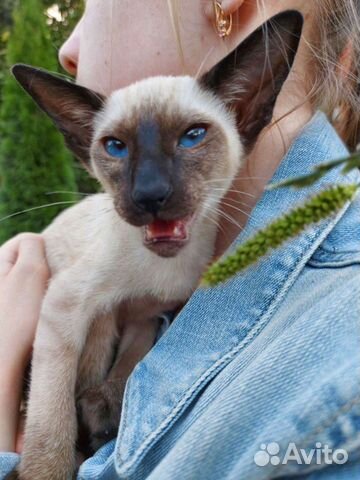 Ориентальные котята