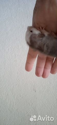 Крыски дамбо