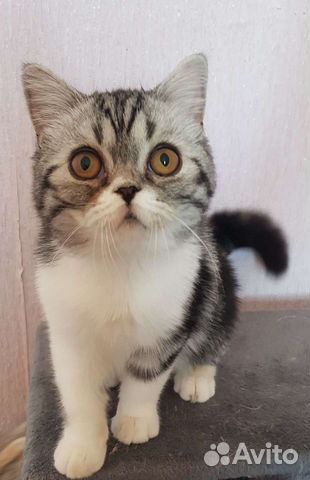 Шотландские котята