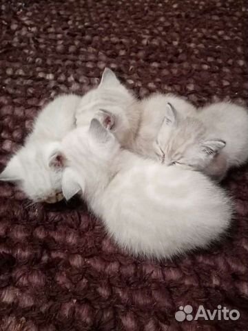 Котята полу британские