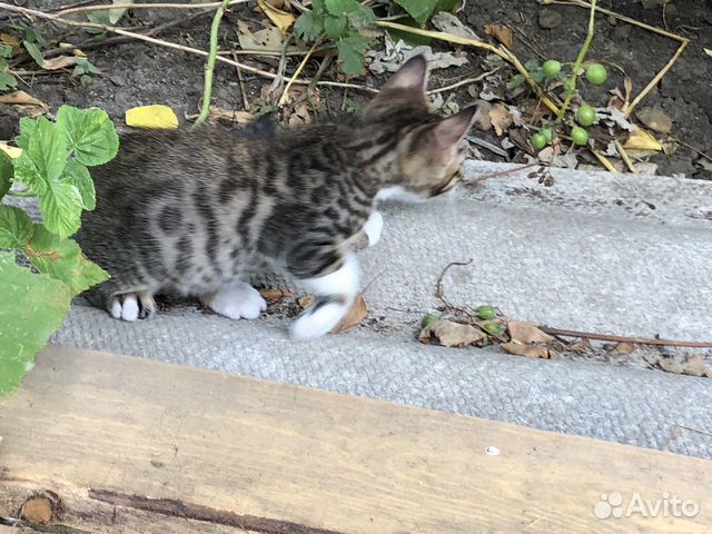 Котенок мальчик