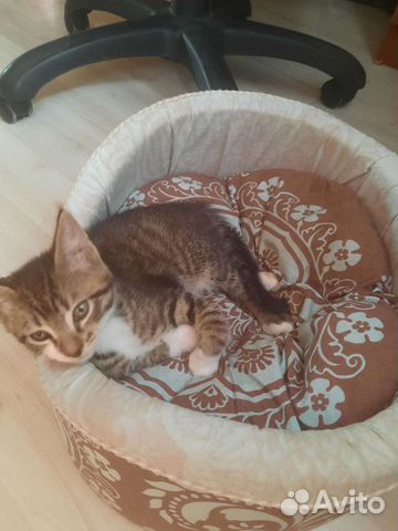 Кот, отдам доброму хозяину