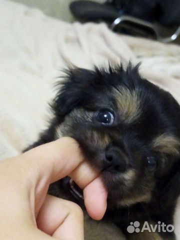 Отдаю щенка пекинеса в добрые руки