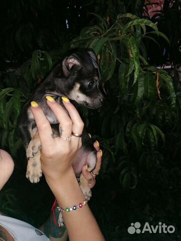 Той-терьер щеночек