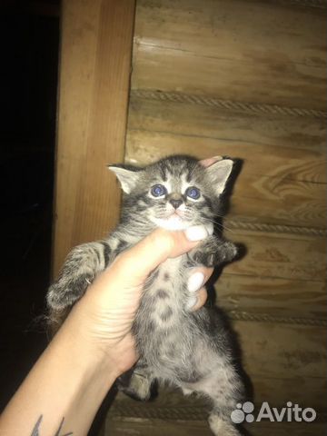 Котятки