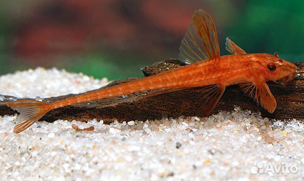 Лорикарии разные