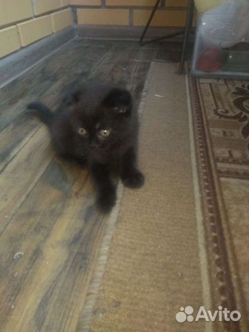 Шотландские вислоухие котята