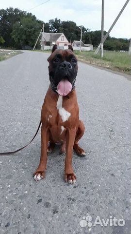 Кобель для вязки боксёр