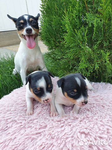 Тойфокстерьер