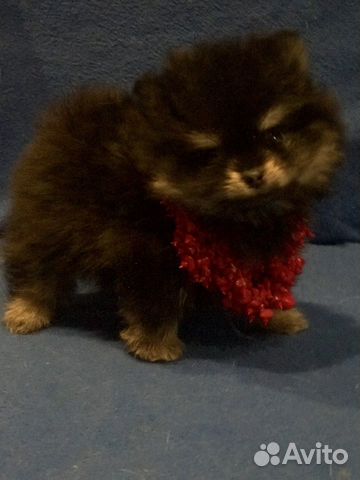 Мальчишки померашки 2мес