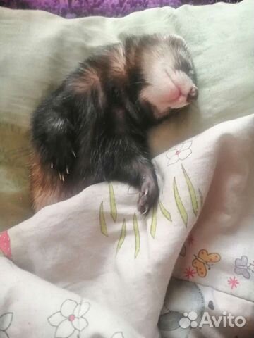 Хорек вязка