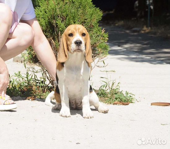 Собака бигль