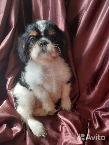 Кинг Чарльз Спаниель