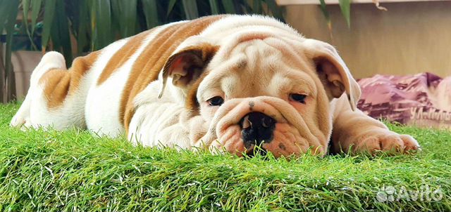 Щенки англ. бульдожки