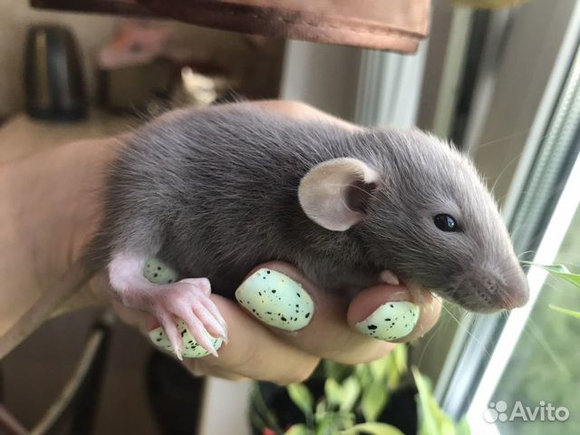 Крысята дамбо. Мальчик