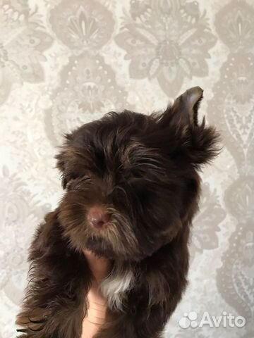 Шоколадный Бивер йорк