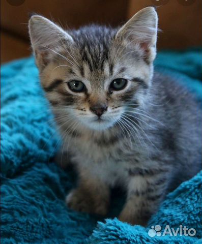 Кошечка милашка ждёт тебя